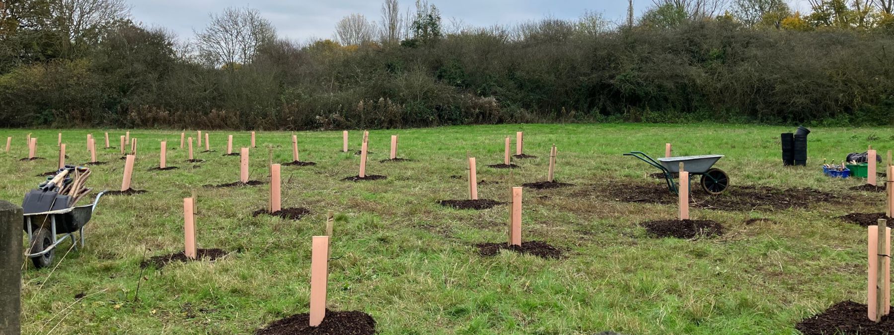 Planting trees for the future with local schools | The Parks Trust