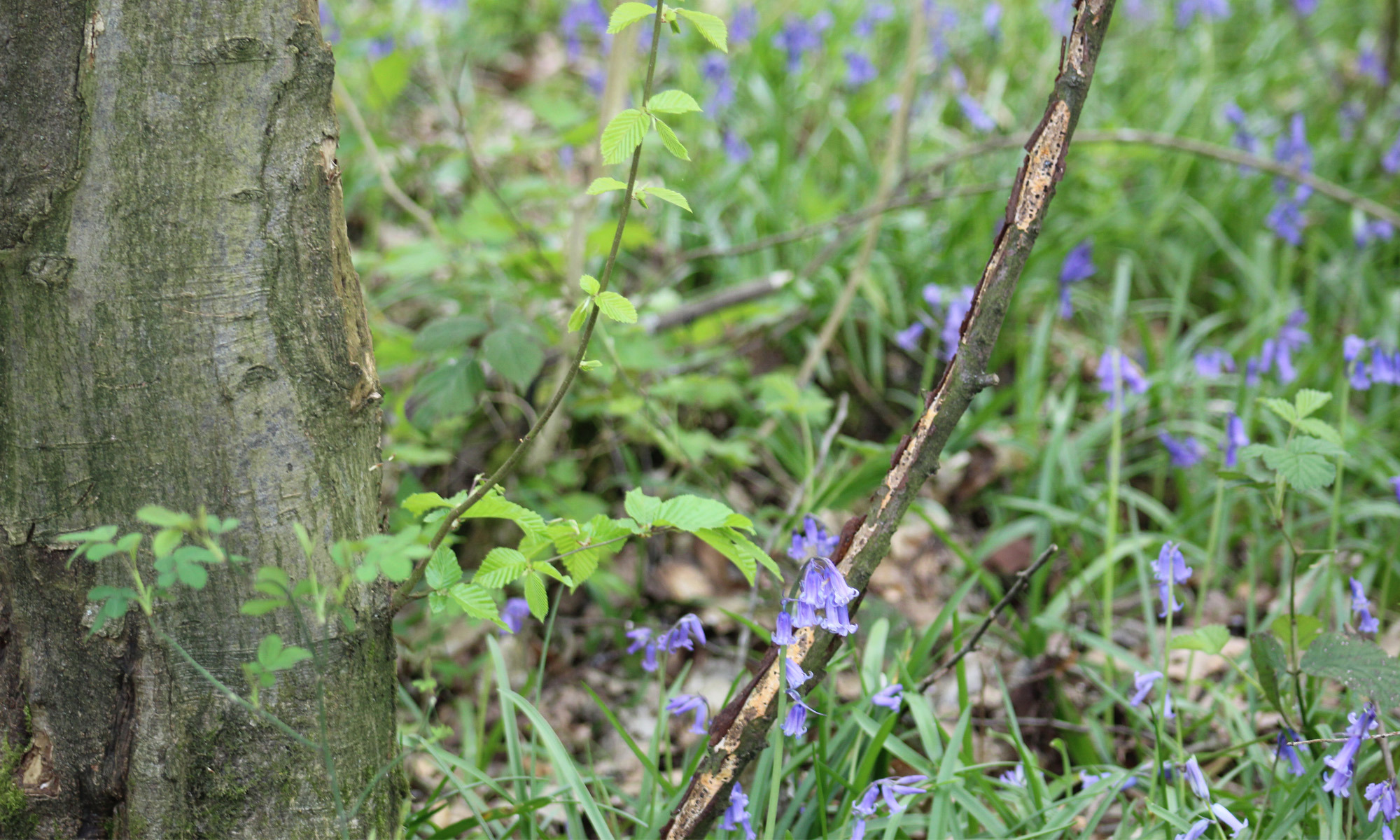 Linford Wood | The Parks Trust