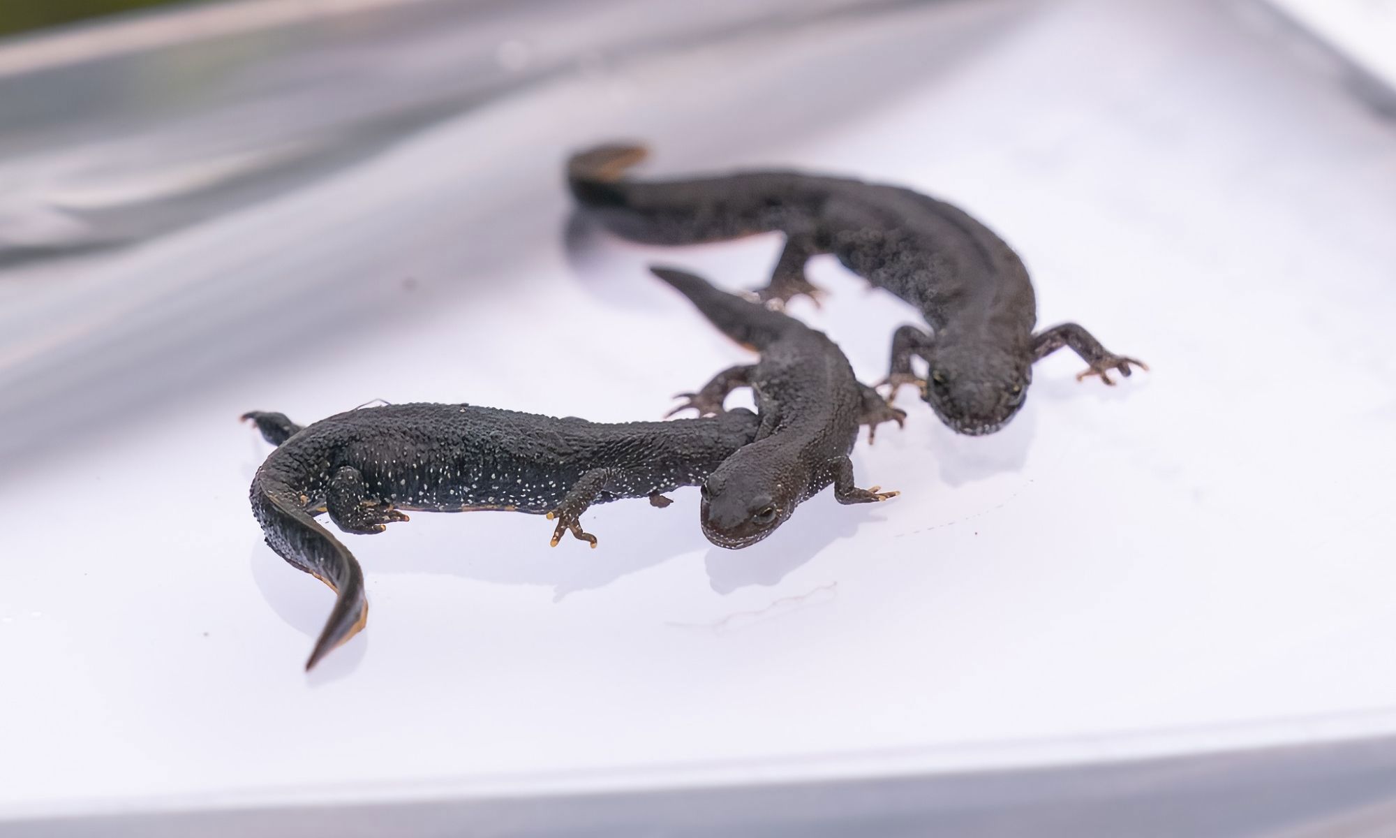 Great Crested Newts | The Parks Trust