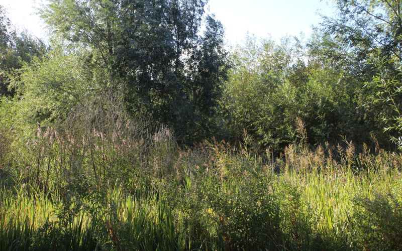 Milton Keynes Village Fish Ponds | The Parks Trust