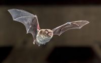 Bats | The Parks Trust