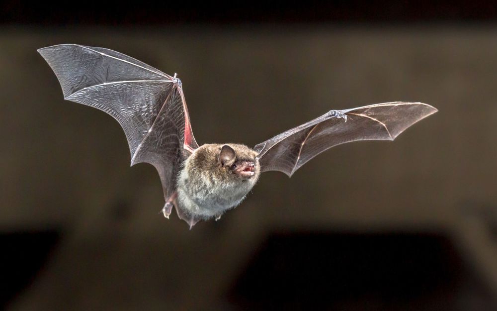 Bats | The Parks Trust