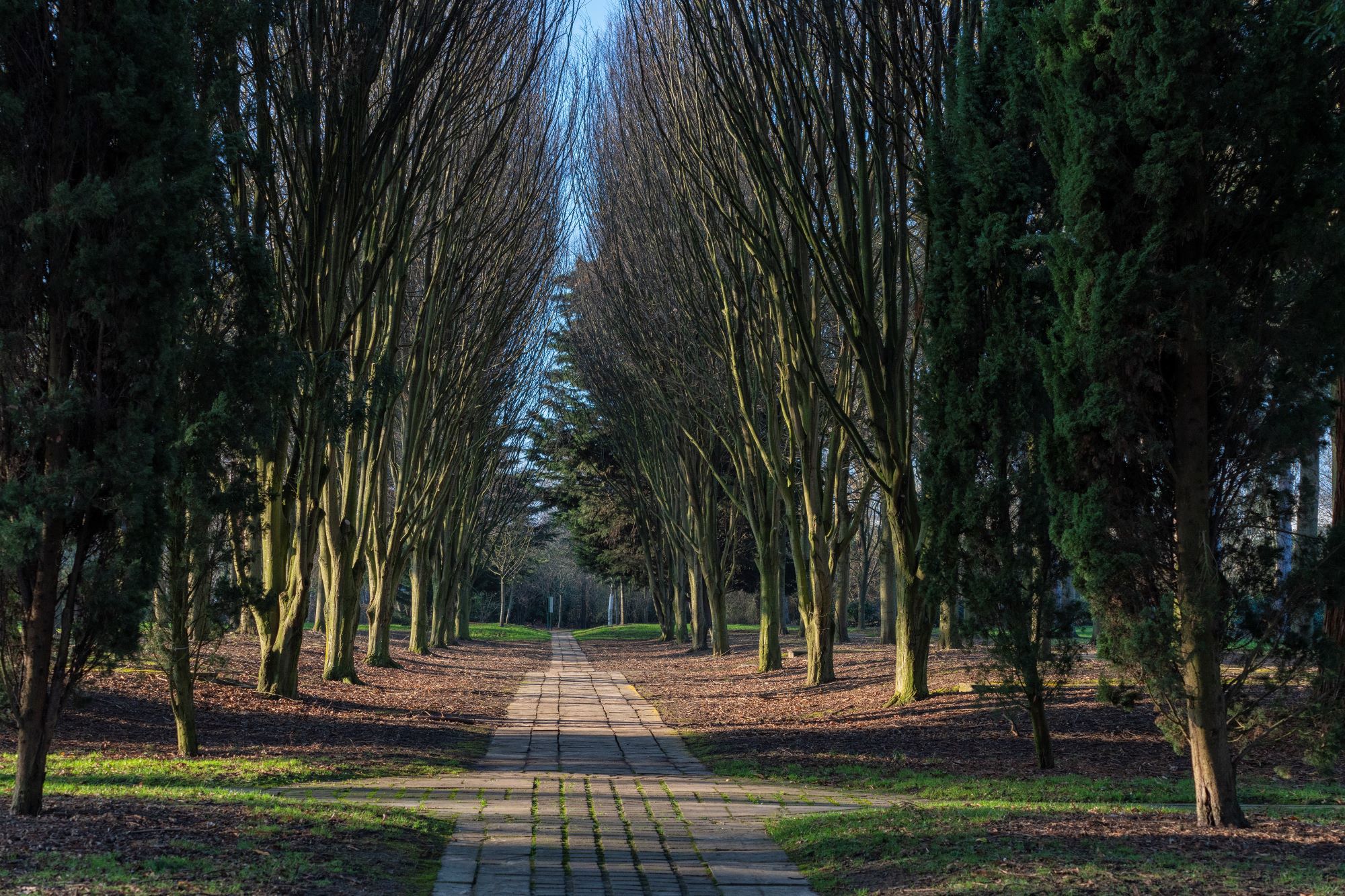 Tree Cathedral | The Parks Trust