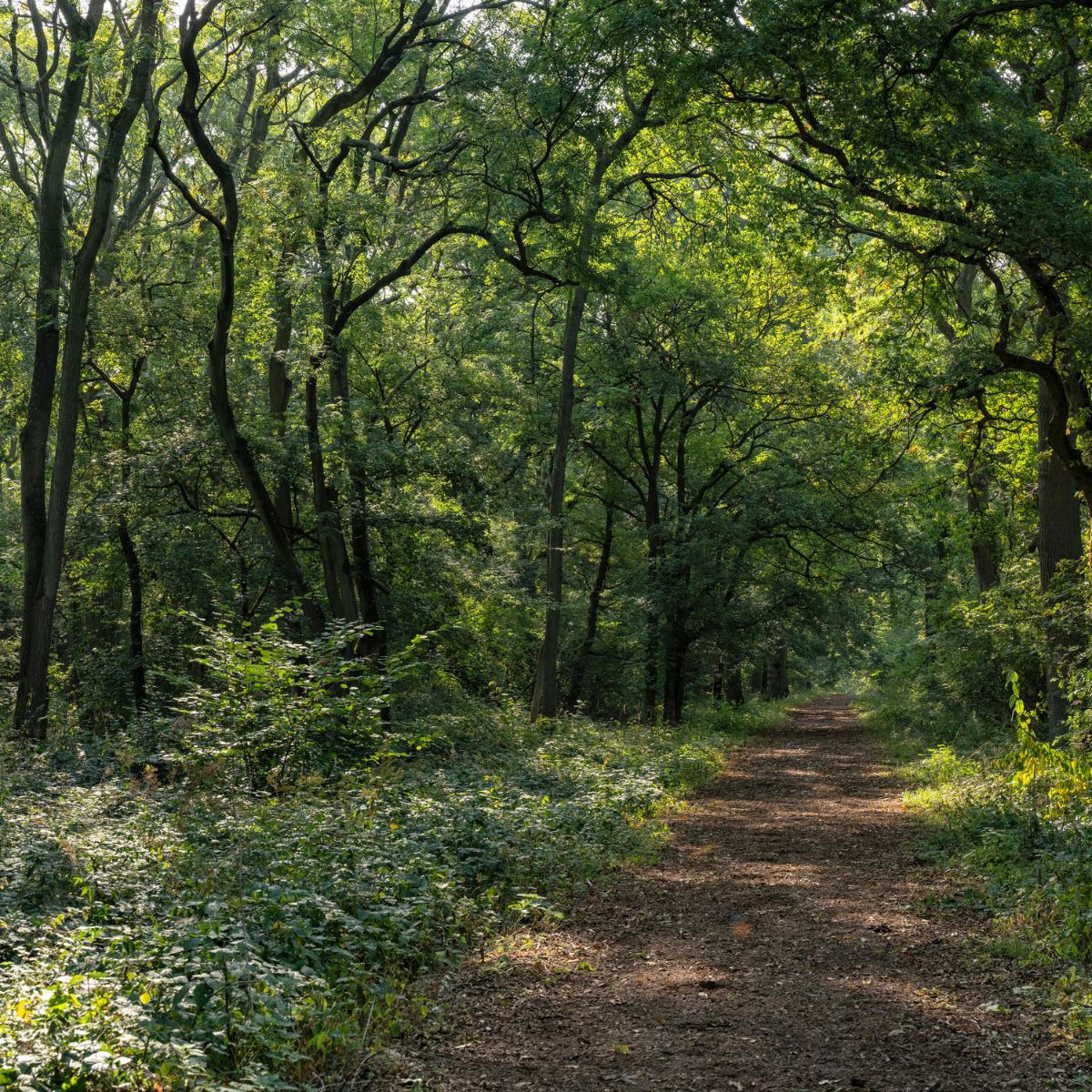 The Parks Trust | The Parks Trust