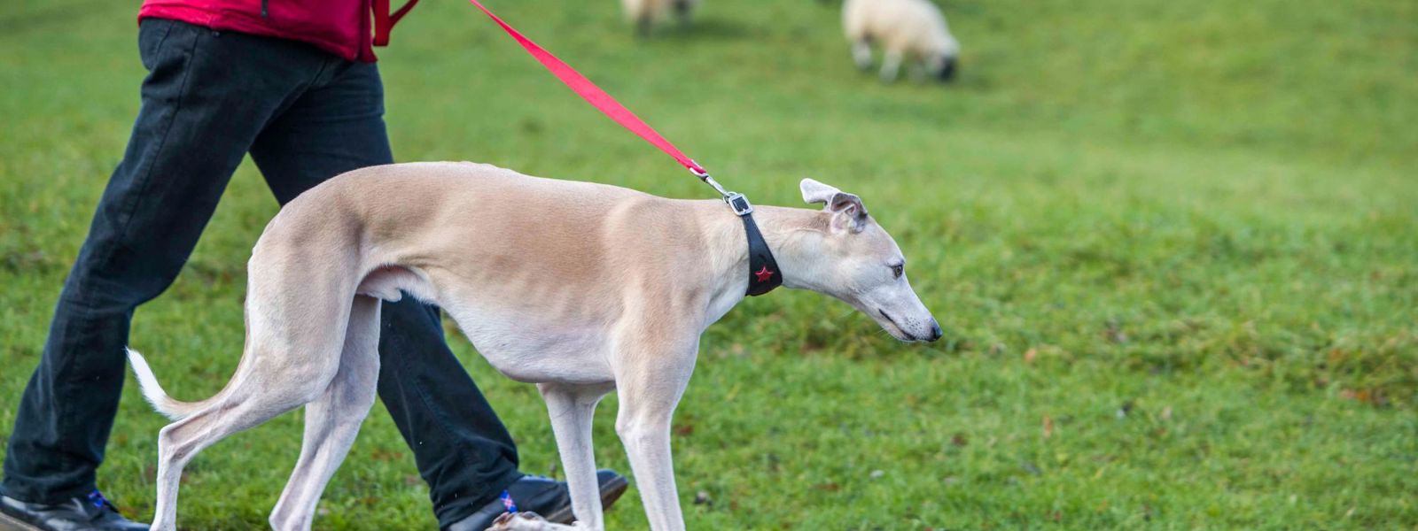 Dogs on leads, please | The Parks Trust