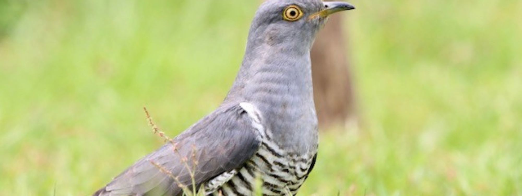 Talk: What can we learn from bird ringing? | The Parks Trust