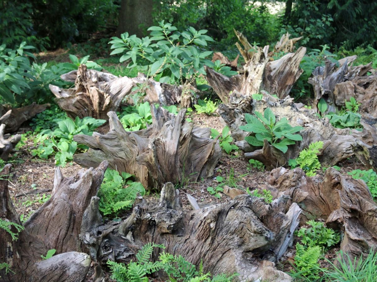 Tree ID Guide | The Parks Trust