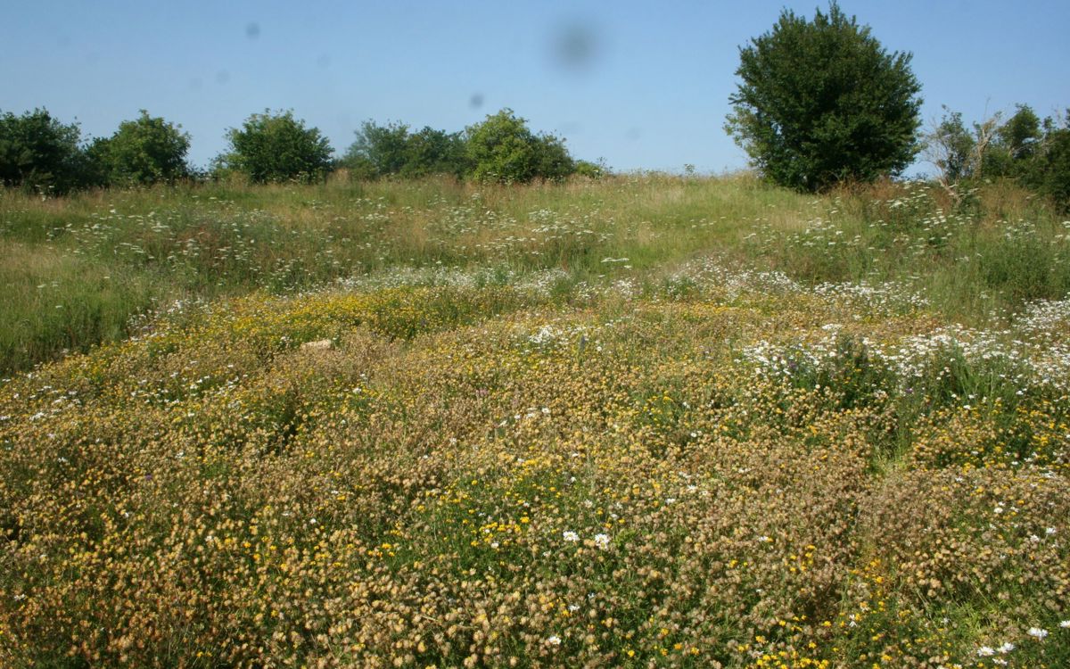 Stanton Low Park | The Parks Trust