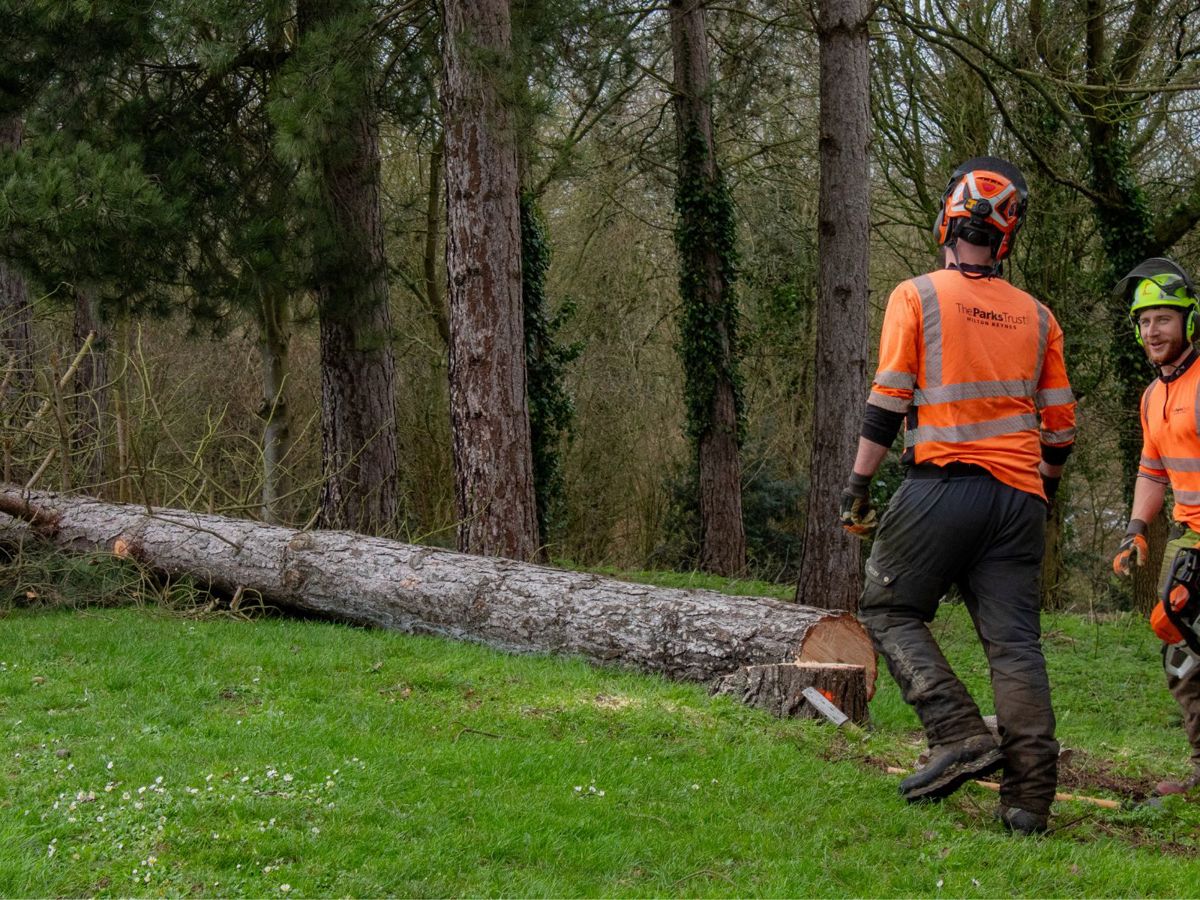 Cricket Bat Willows | The Parks Trust