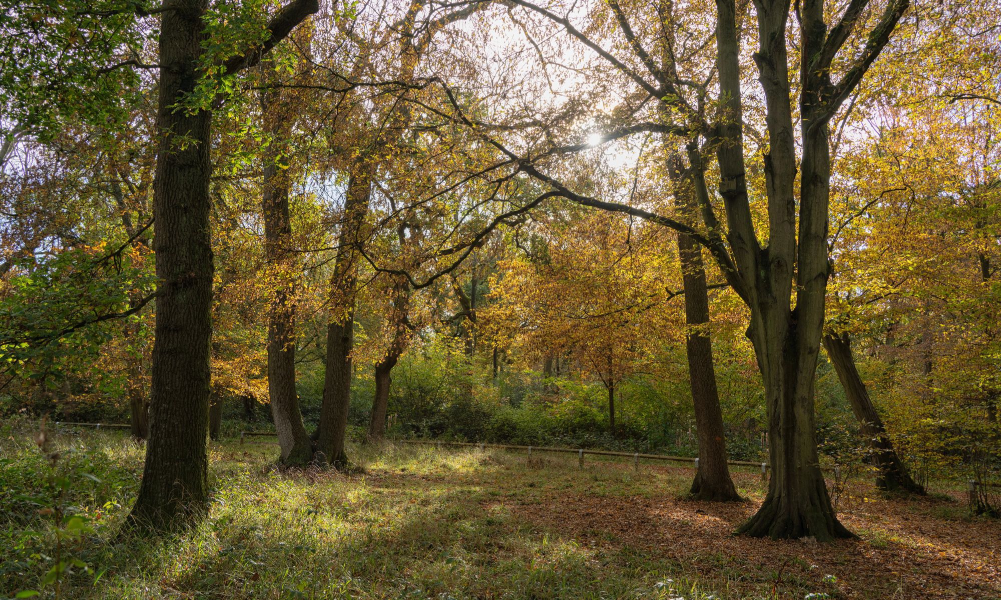 Woodland Management | The Parks Trust