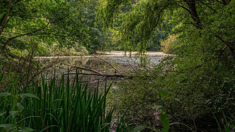 Linford Lakes Nature Reserve | The Parks Trust