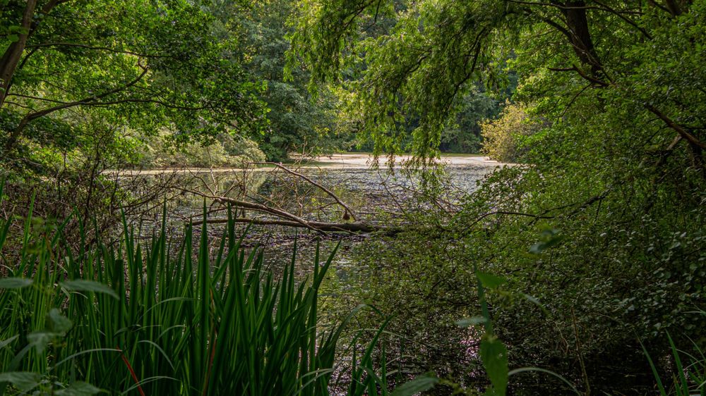 Linford Lakes Nature Reserve | The Parks Trust