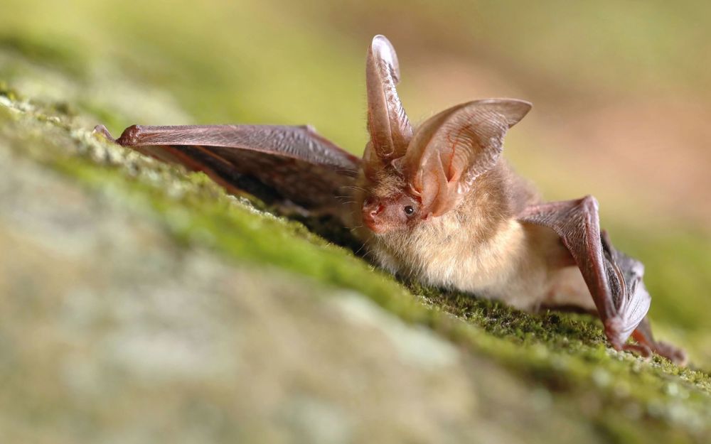 Bats | The Parks Trust