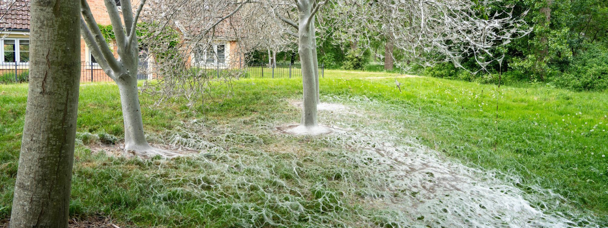 Webbed Wonders: Why web covered trees aren’t a cause for alarm | The ...