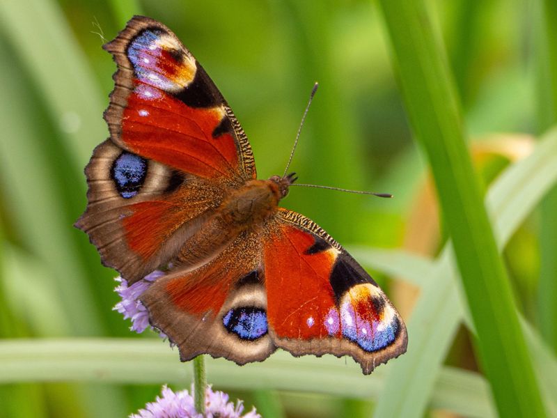 Shenley Wood | The Parks Trust