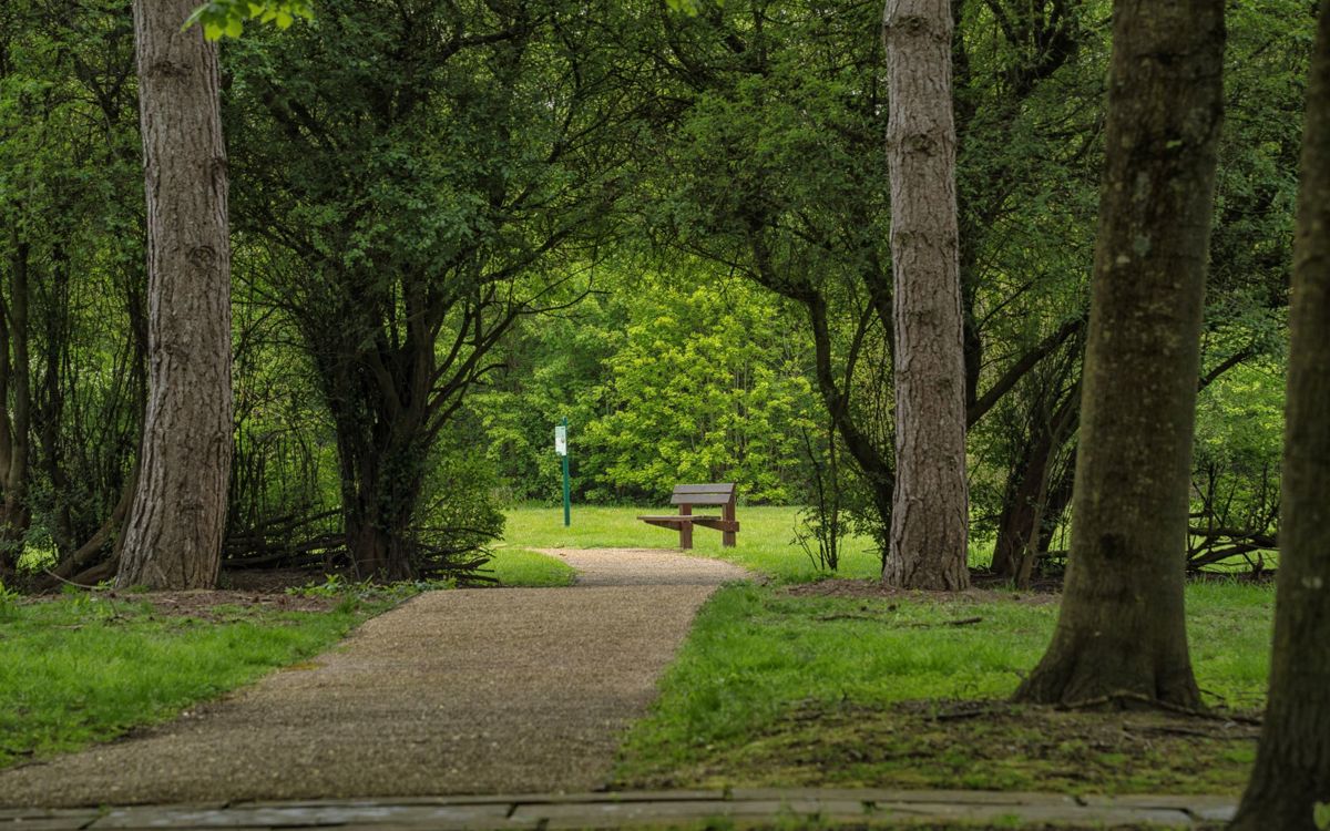 Tree Cathedral | The Parks Trust