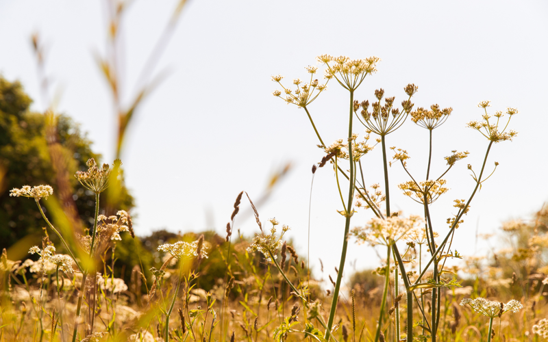 Seasons and Senses - Primary School Session | The Parks Trust