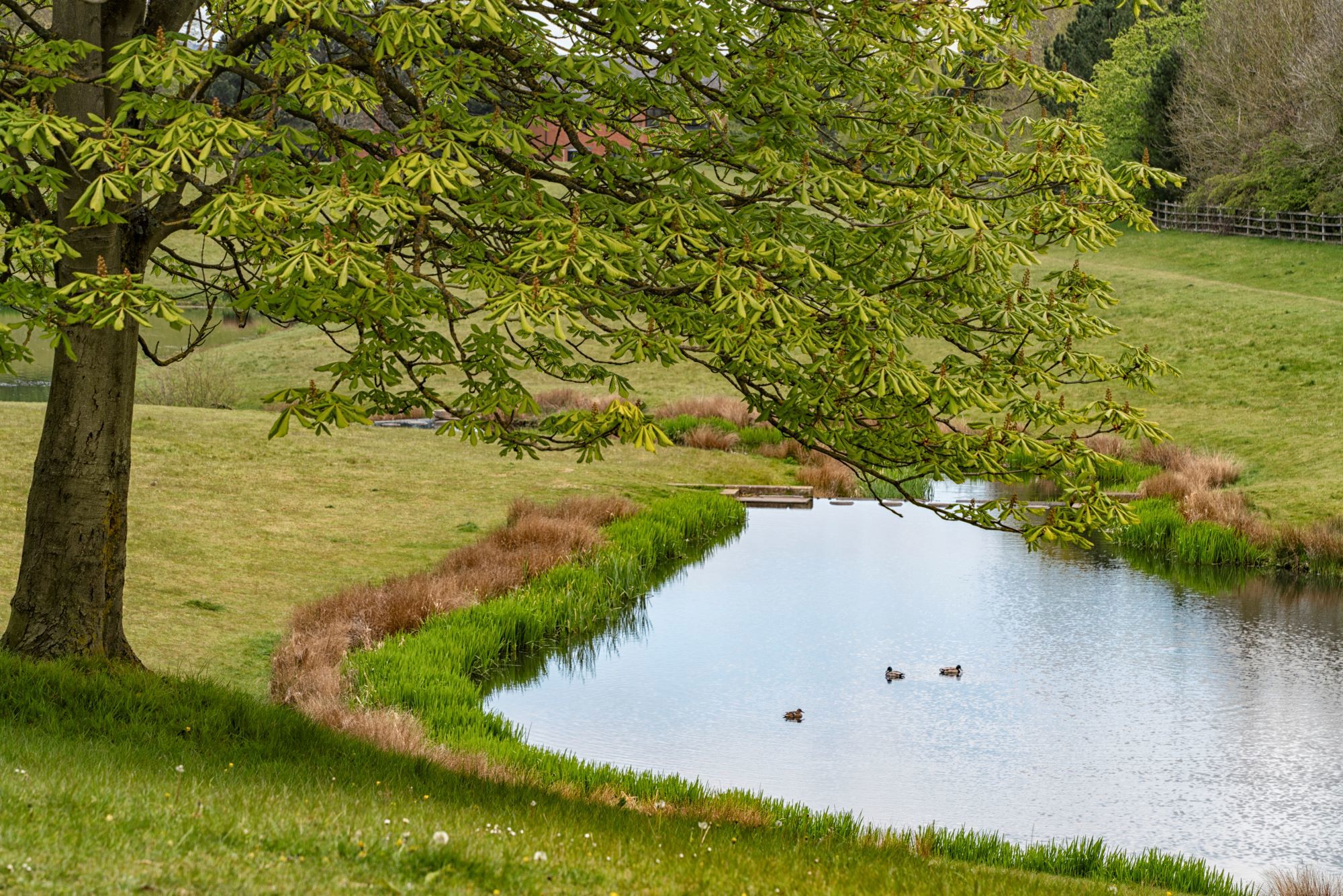 Wolverton Mill Balancing Lake | The Parks Trust