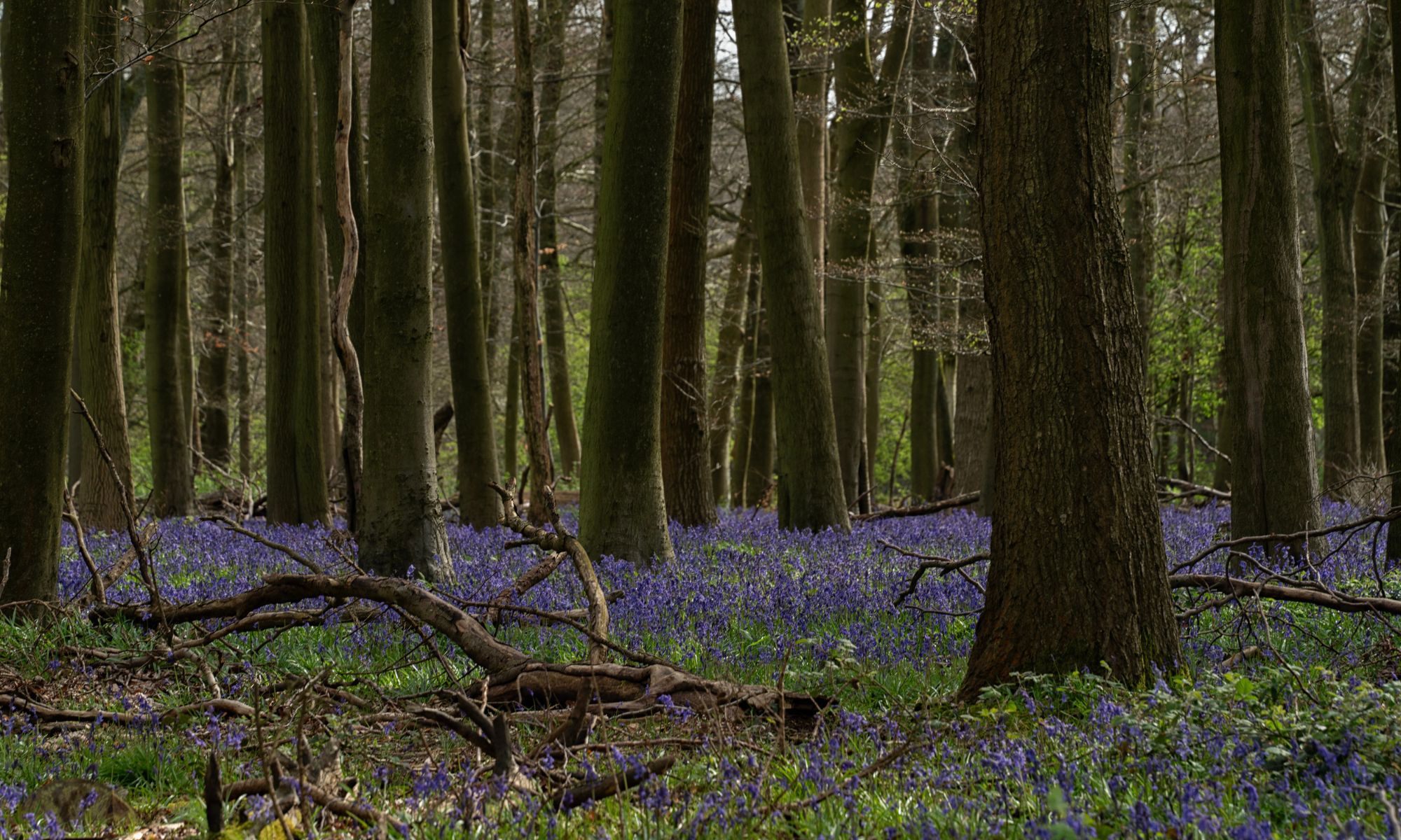Bluebells | The Parks Trust