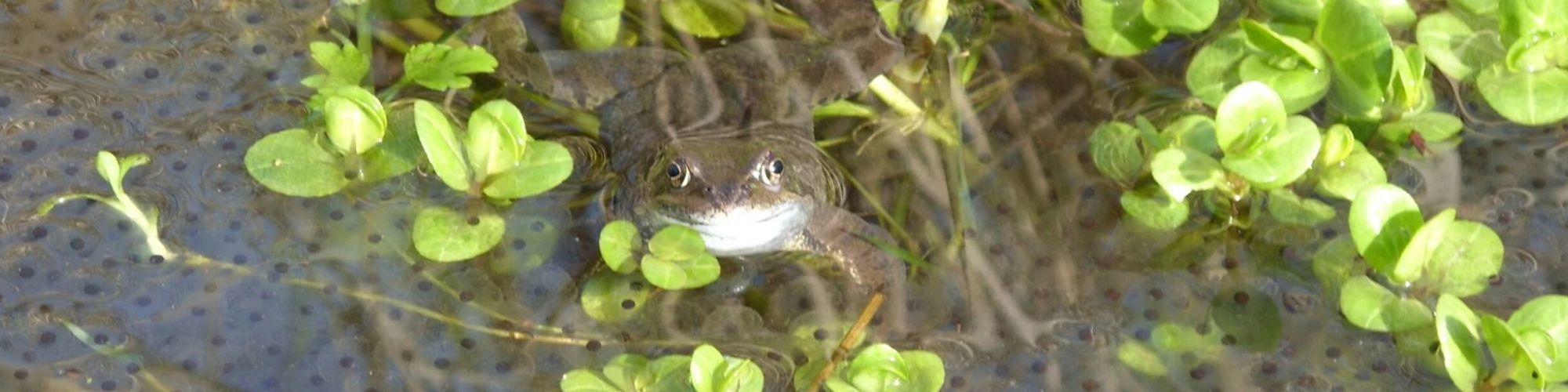 How To Make a Mini Pond | The Parks Trust