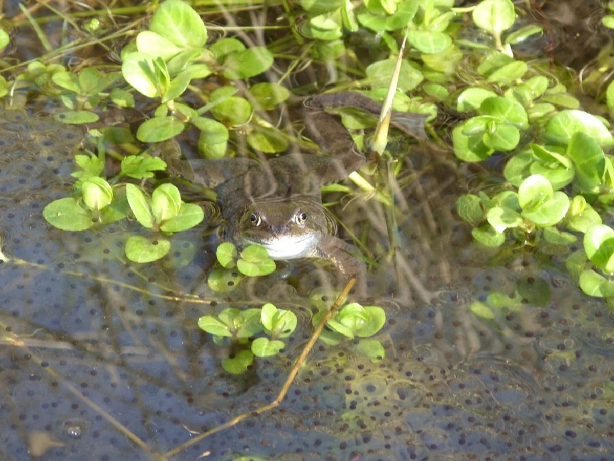 How To Make a Mini Pond | The Parks Trust